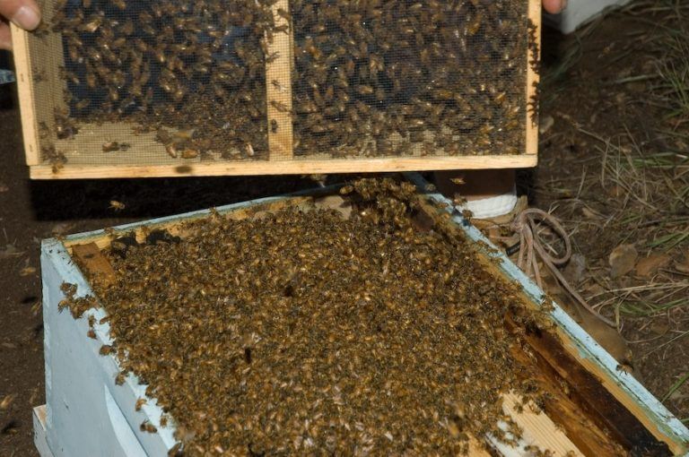 Commercial Wasp Removal, Commercial Bee Removal Company, Commercial Wasp Removal Services ...